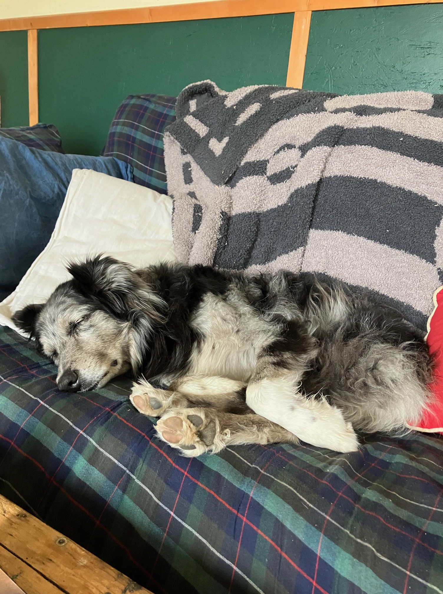 Limitless – A Dog and Her Girl